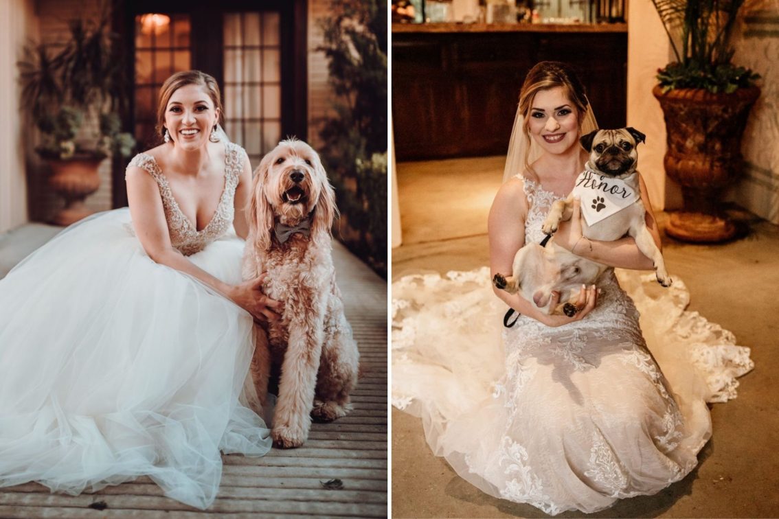 Incorporating Animals Into Your Wedding Day - Best Wedding Venues ...